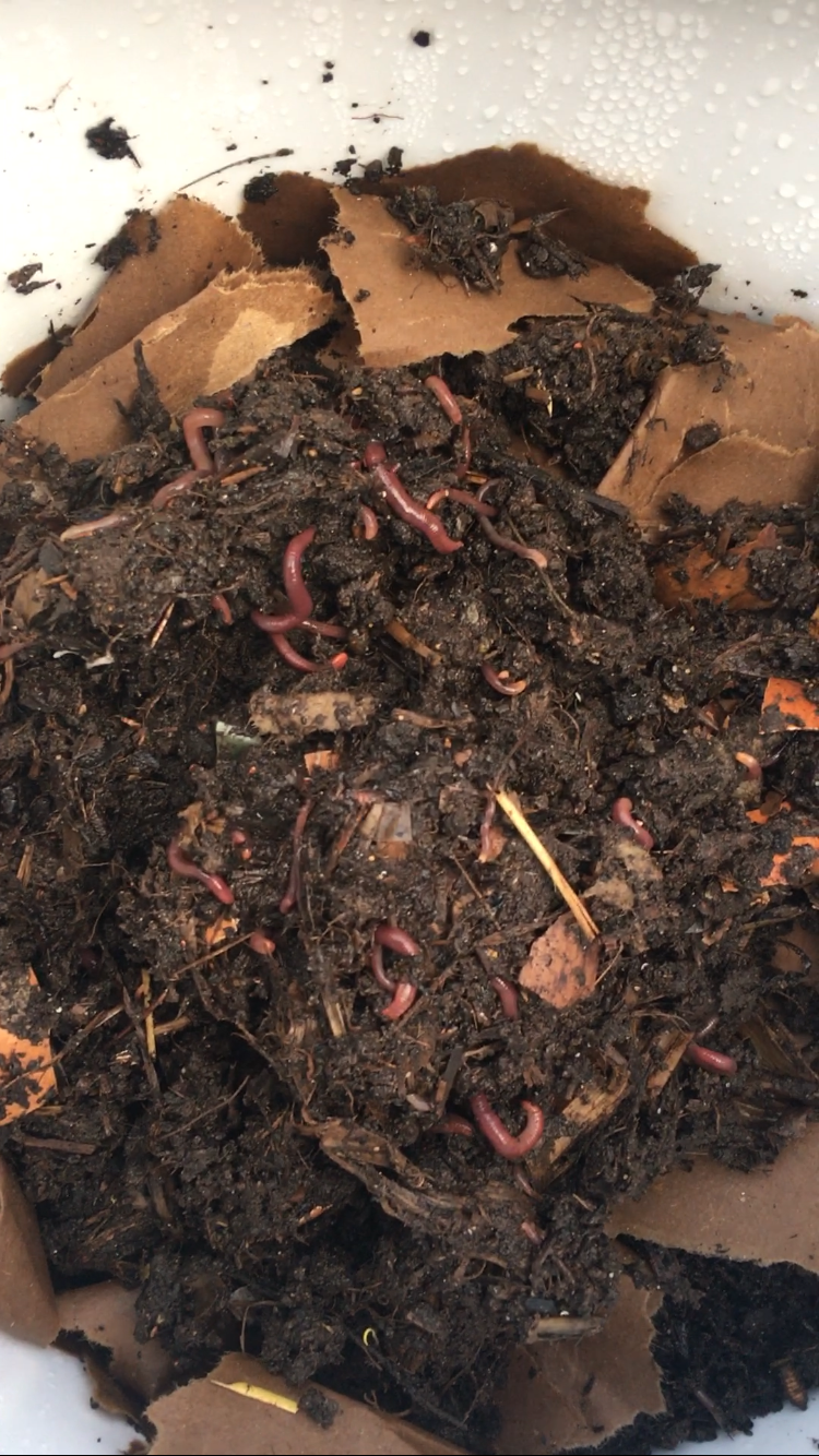 How to make a mini worm farm – Replenish