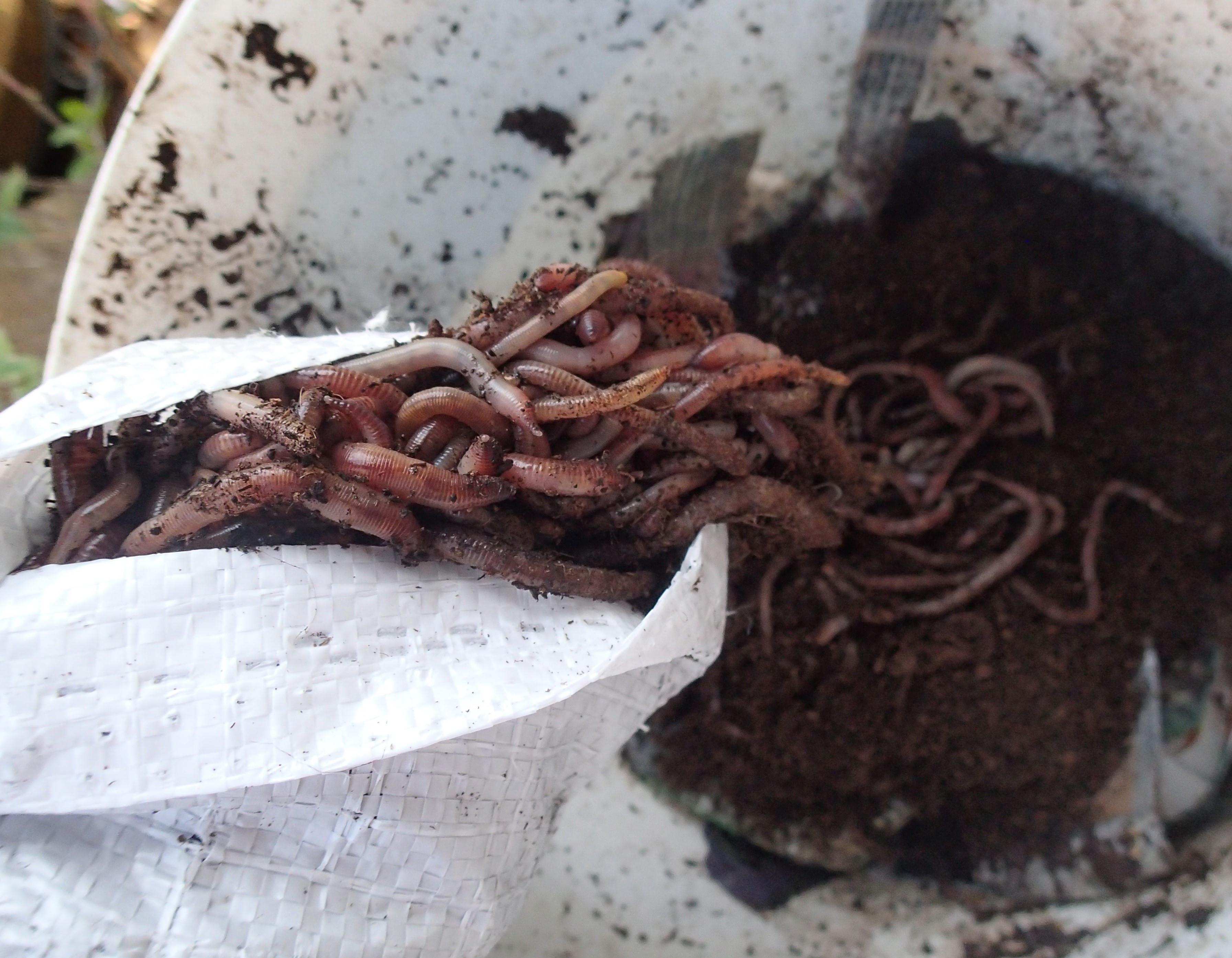 How to keep composting worms happy and healthy – Replenish