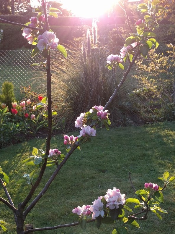 Plant a nut or fruit tree this winter – Replenish