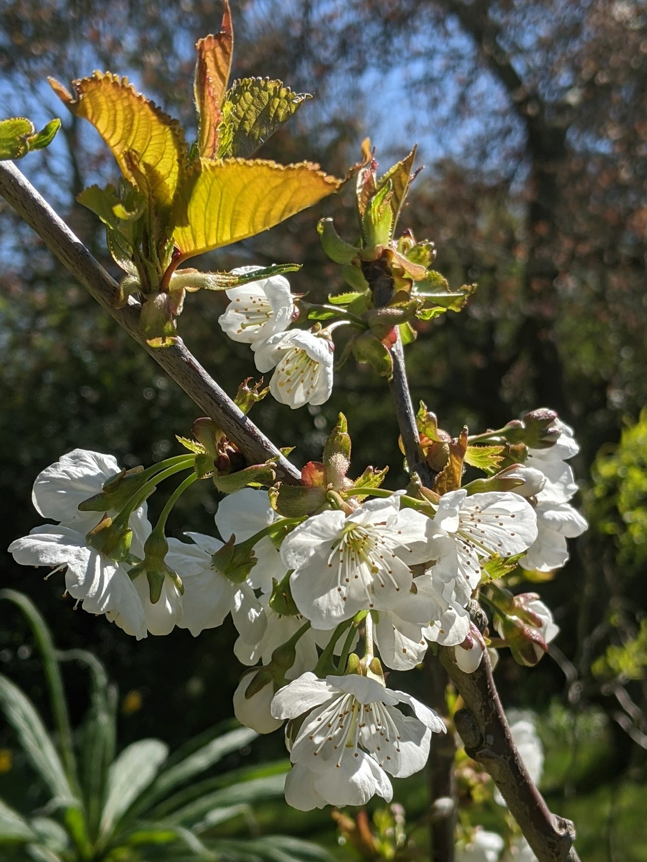 Plant a nut or fruit tree this winter – Replenish