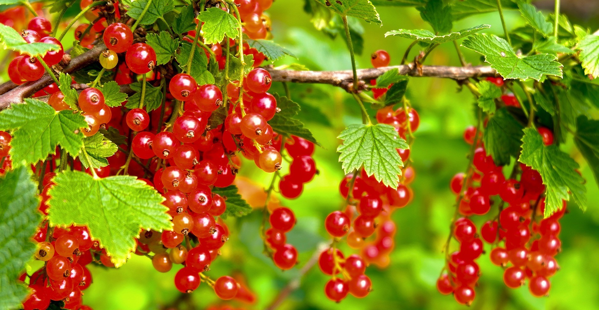 How to prune and propagate currant bushes – Replenish