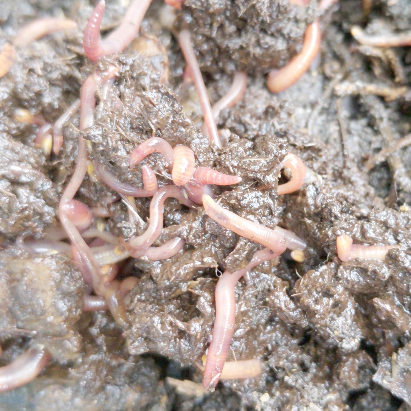 How to revive your compost heap – Replenish